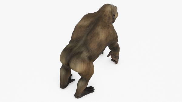 modelo 3d El gran simio Gigantopithecus se apoya en cuatro extremidades ...