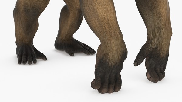 modelo 3d El gran simio Gigantopithecus se apoya en cuatro extremidades ...
