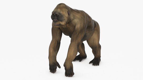 modelo 3d El gran simio Gigantopithecus se apoya en cuatro extremidades ...