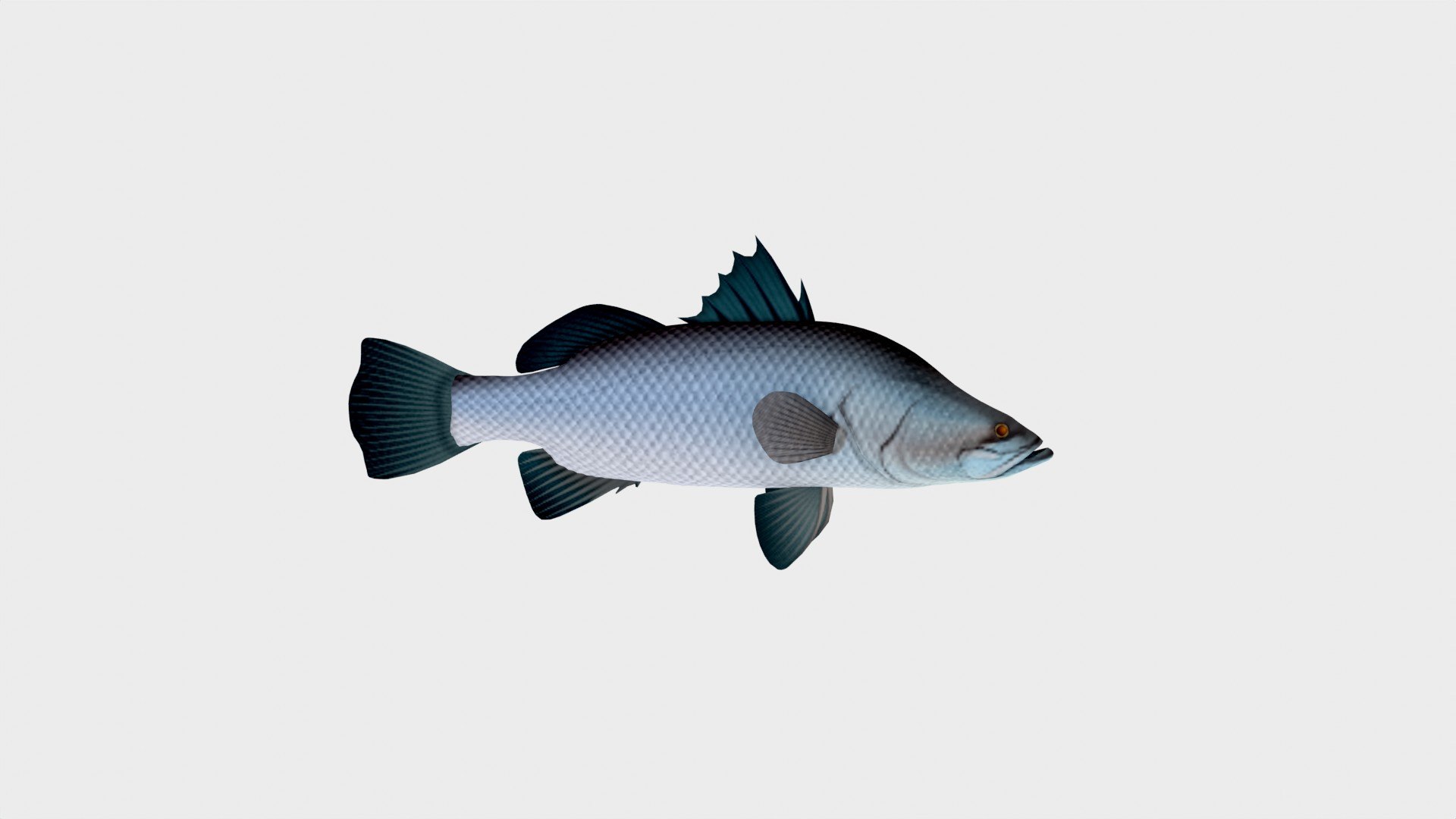 3D Barramundi Asian Sea Bass Fish 3D Model Low Poly Model - TurboSquid ...