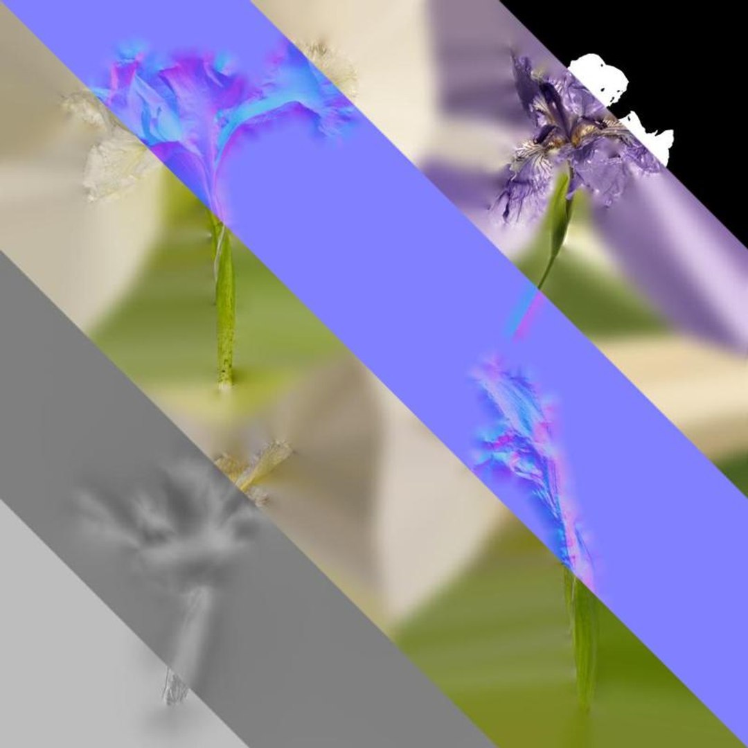 Anydrafts Iris Tectorum Flower 05 Textures 3D Model - TurboSquid 2356284