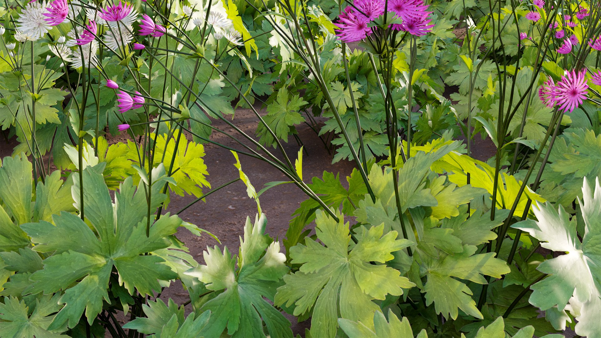 Astrantia Major - Great Masterwort 3D - TurboSquid 2127750