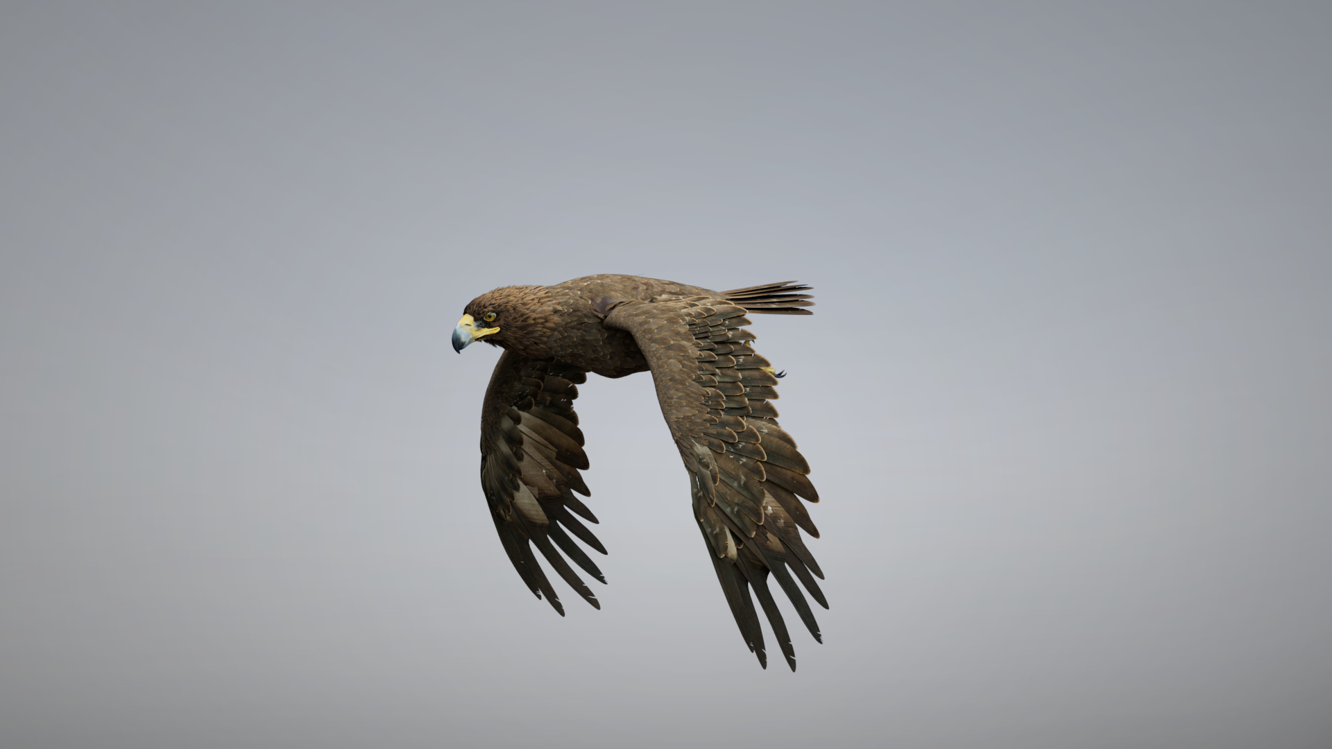 3D Golden Eagle ANIMATED - TurboSquid 2324591