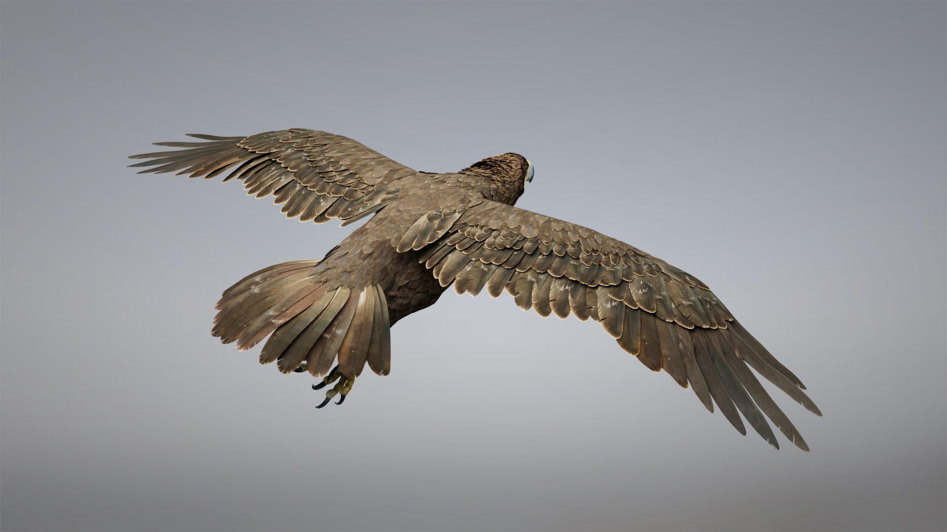 3D Golden Eagle ANIMATED - TurboSquid 2324591
