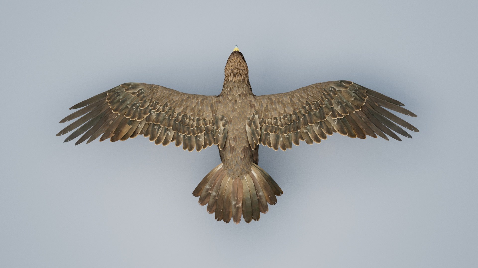 3D Golden Eagle ANIMATED - TurboSquid 2324591