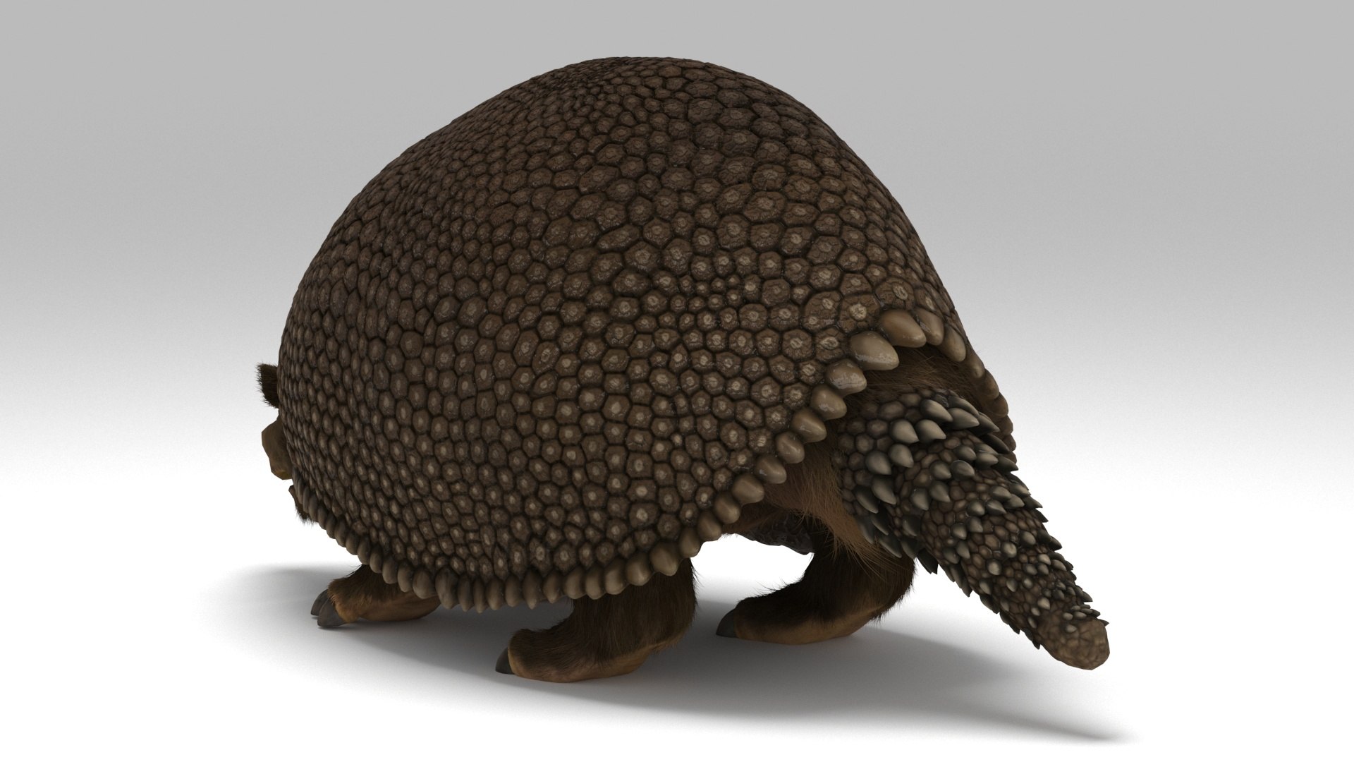 3D Glyptodon Extinct Ice Model - TurboSquid 1290761