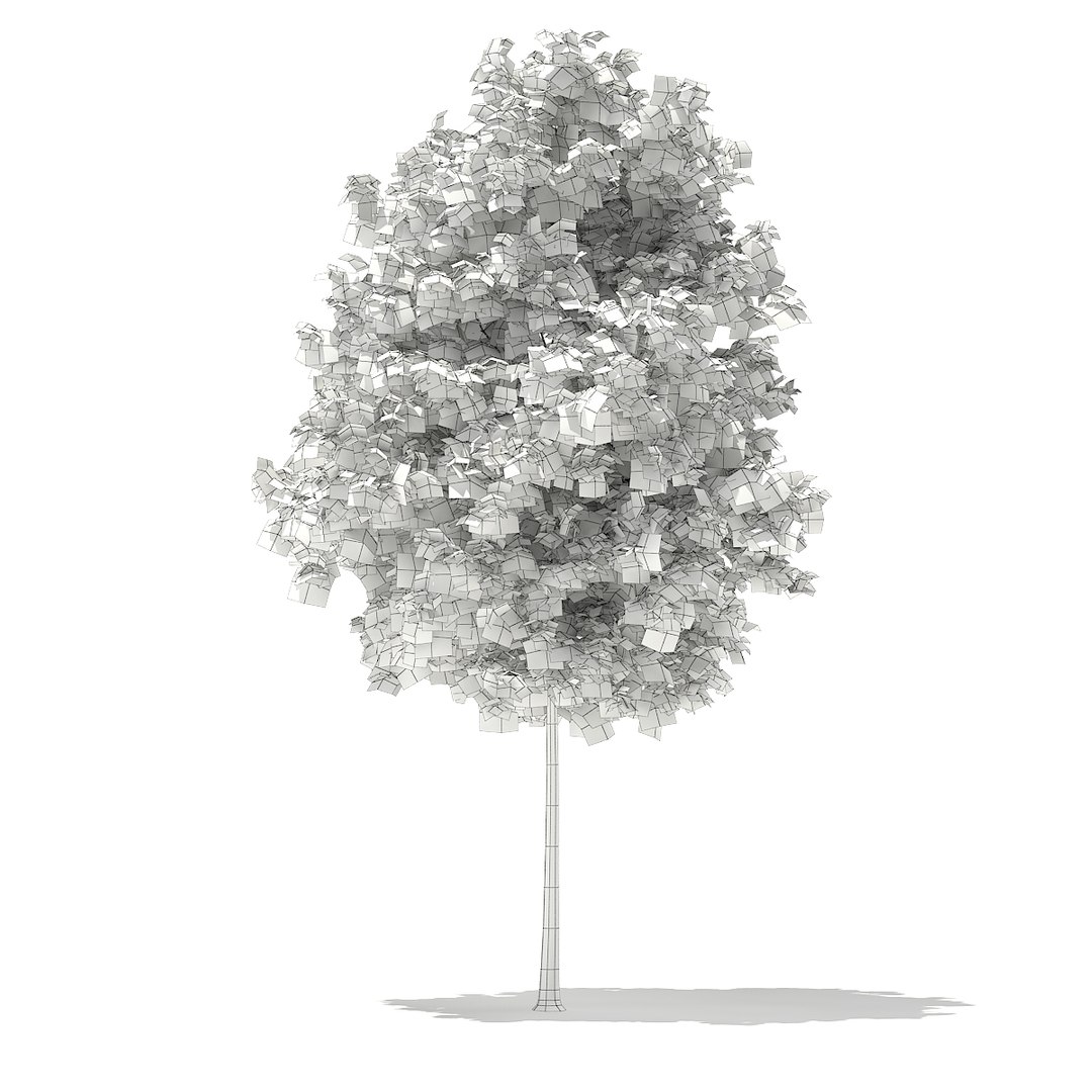 Sycamore Maple Acer Pseudoplatanus 3d Model