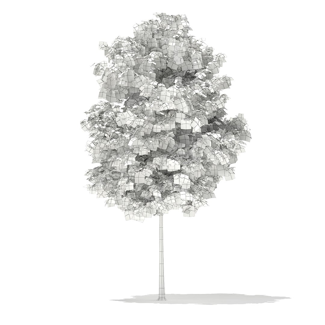 Sycamore Maple Acer Pseudoplatanus 3d Model
