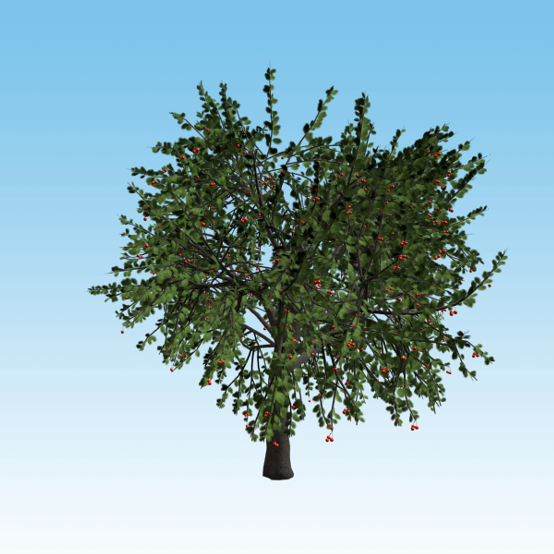 Obj Cherry Tree