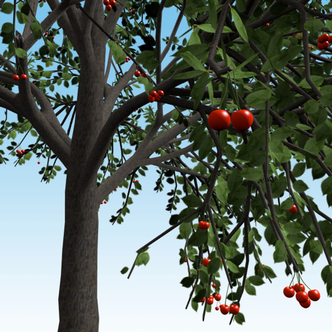 Obj Cherry Tree