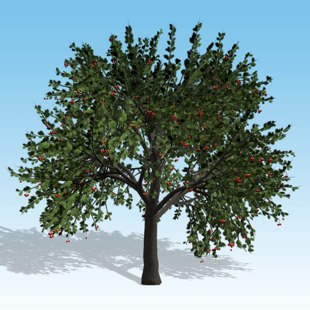 obj cherry tree