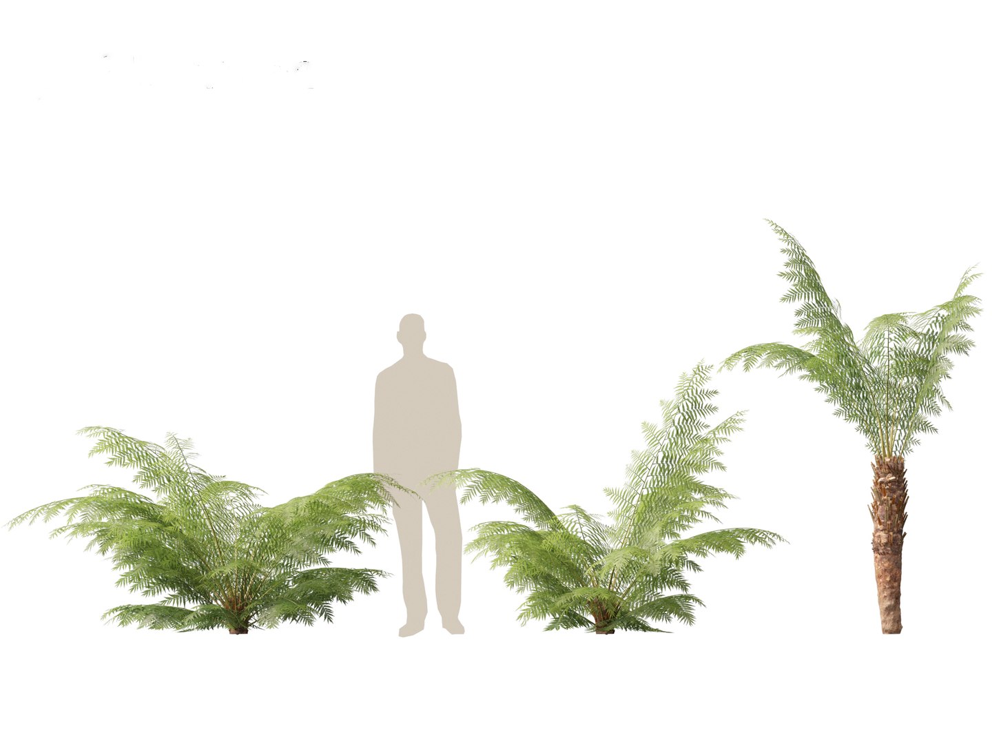 3D Dicksonia Antarctica - Soft Tree Fern - TurboSquid 2143511