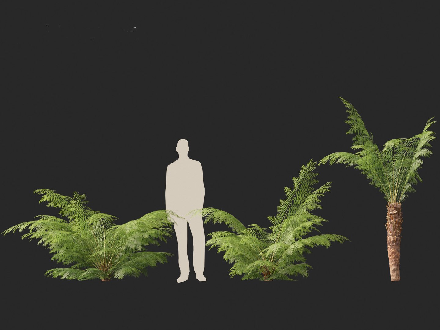 3D Dicksonia Antarctica - Soft Tree Fern - TurboSquid 2143511