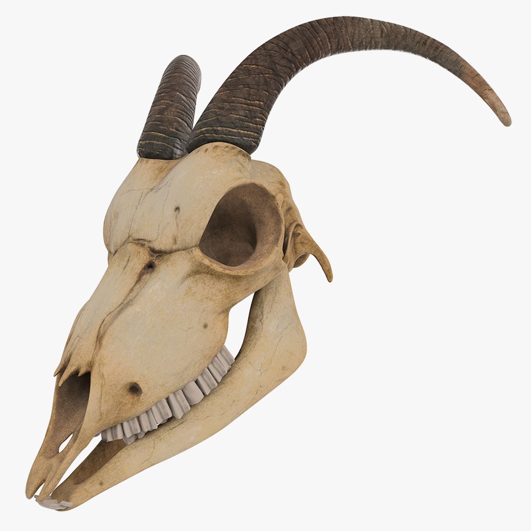 3D Model Goat Skull - TurboSquid 1221054