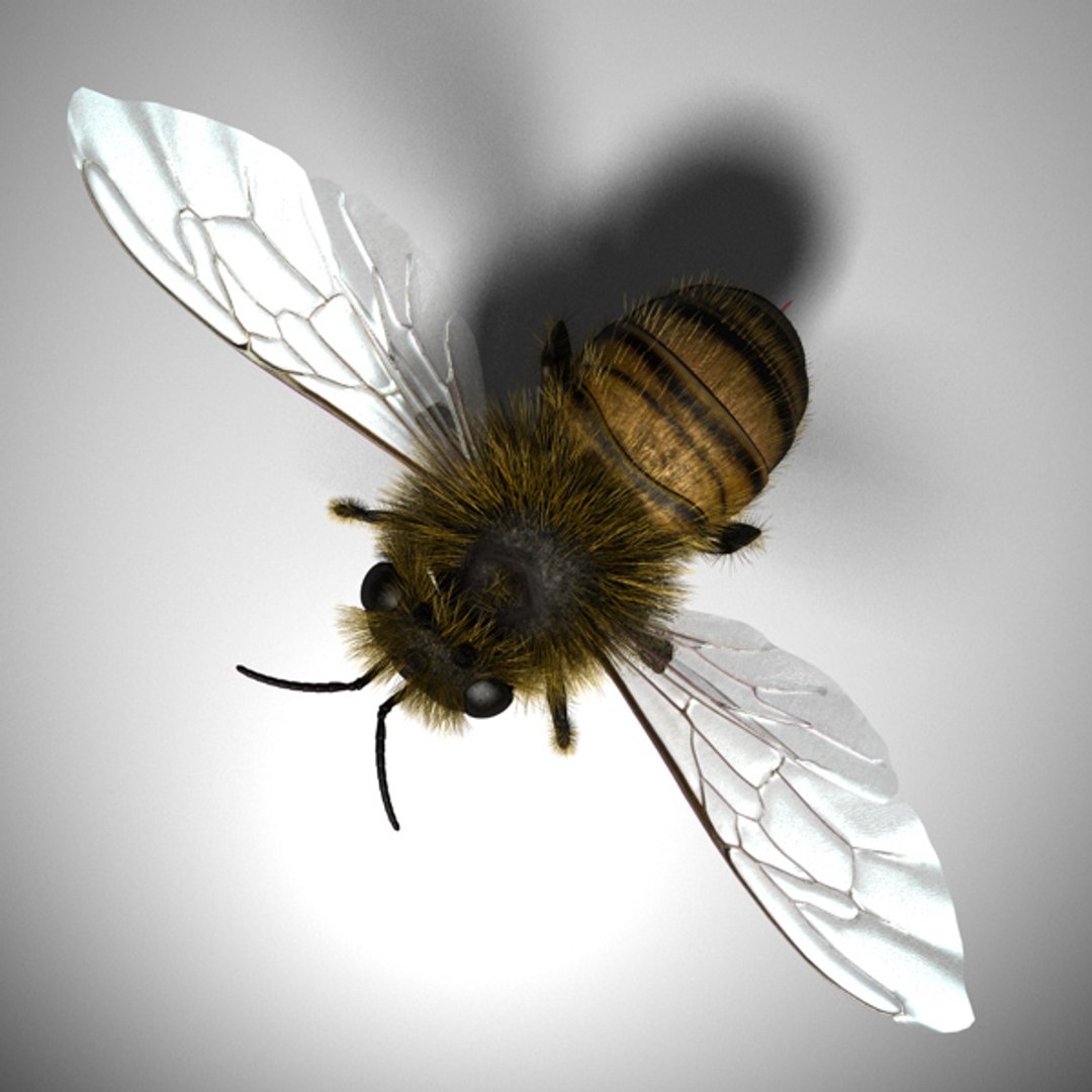Honey Bee 3d C4d
