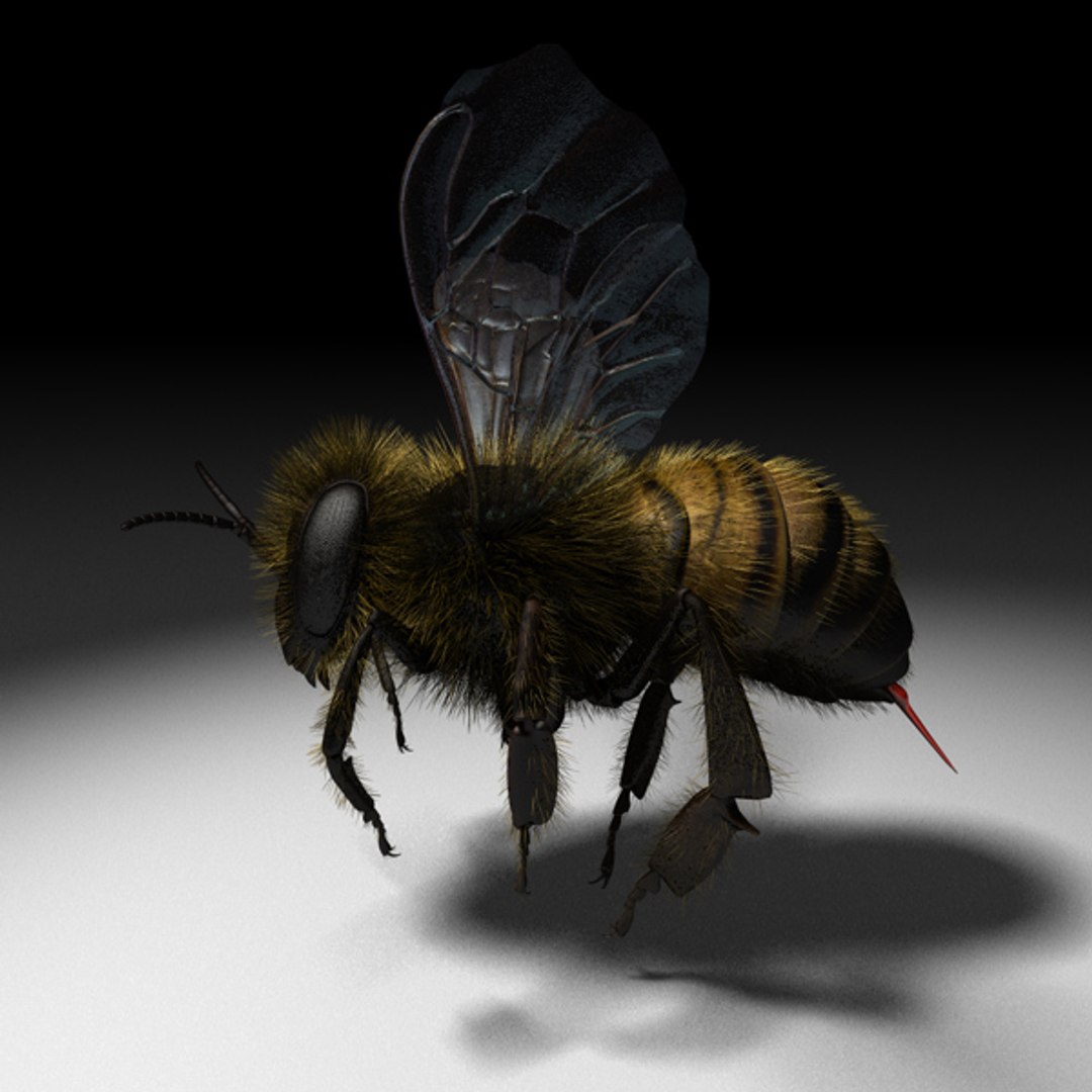 Honey Bee 3d C4d