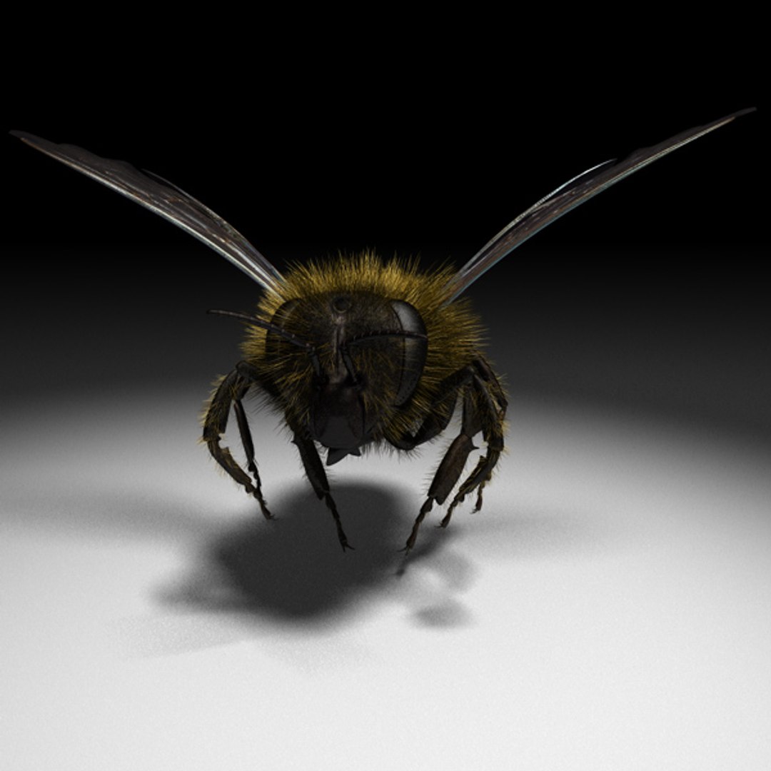 Honey Bee 3d C4d
