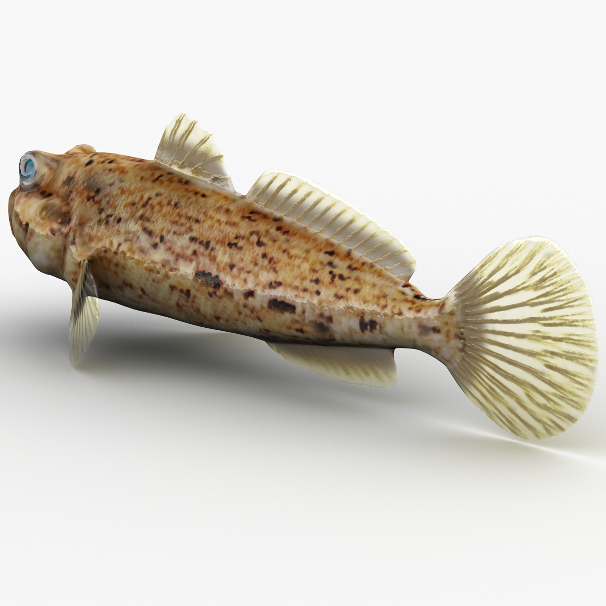3d goby fish