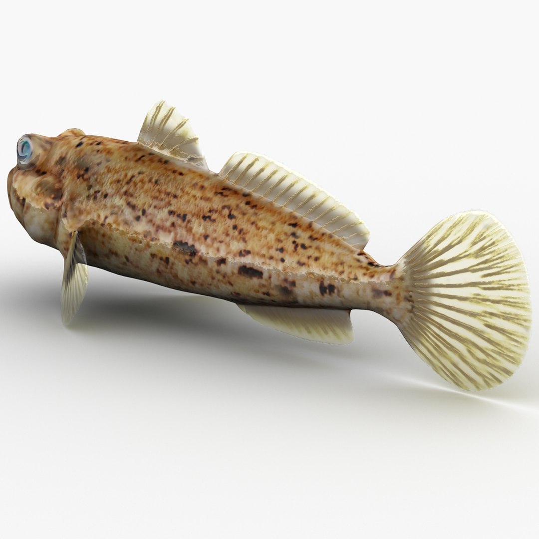 3d Goby Fish