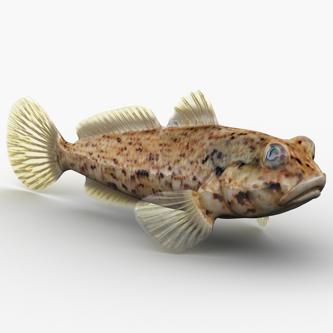 3d Goby Fish