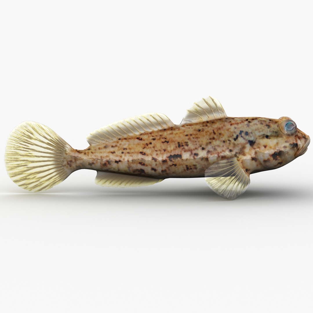 3d goby fish