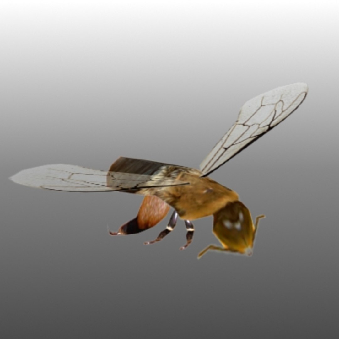 Flying Insects Butterfly Animation 3d Model