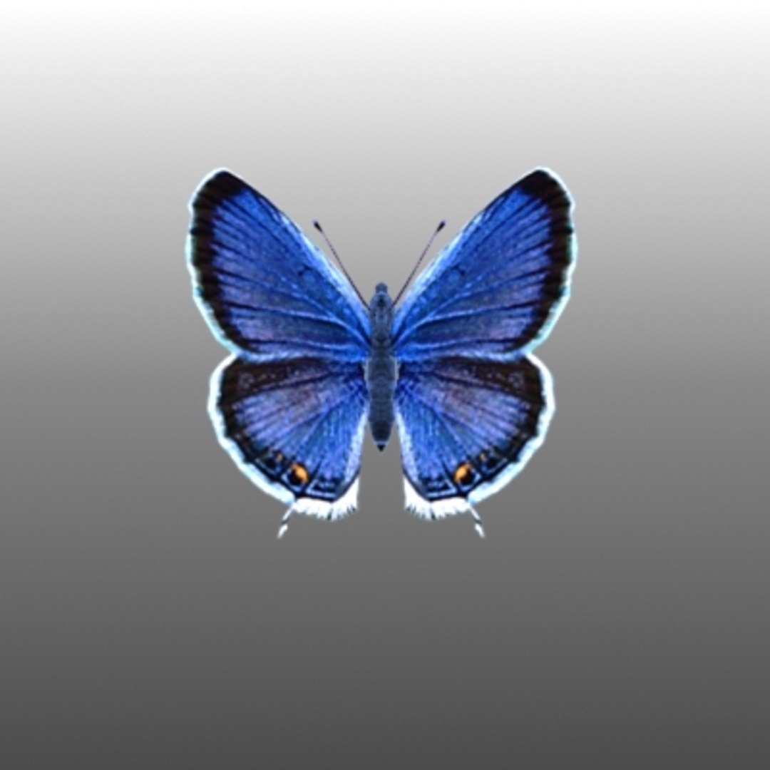 Flying Insects Butterfly Animation 3d Model