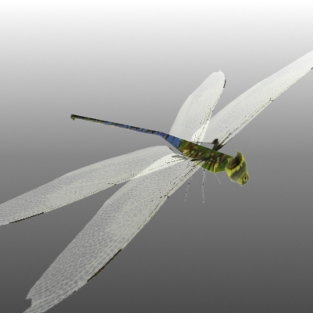 Flying Insects Butterfly Animation 3d Model