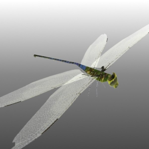 flying insects butterfly animation 3d model