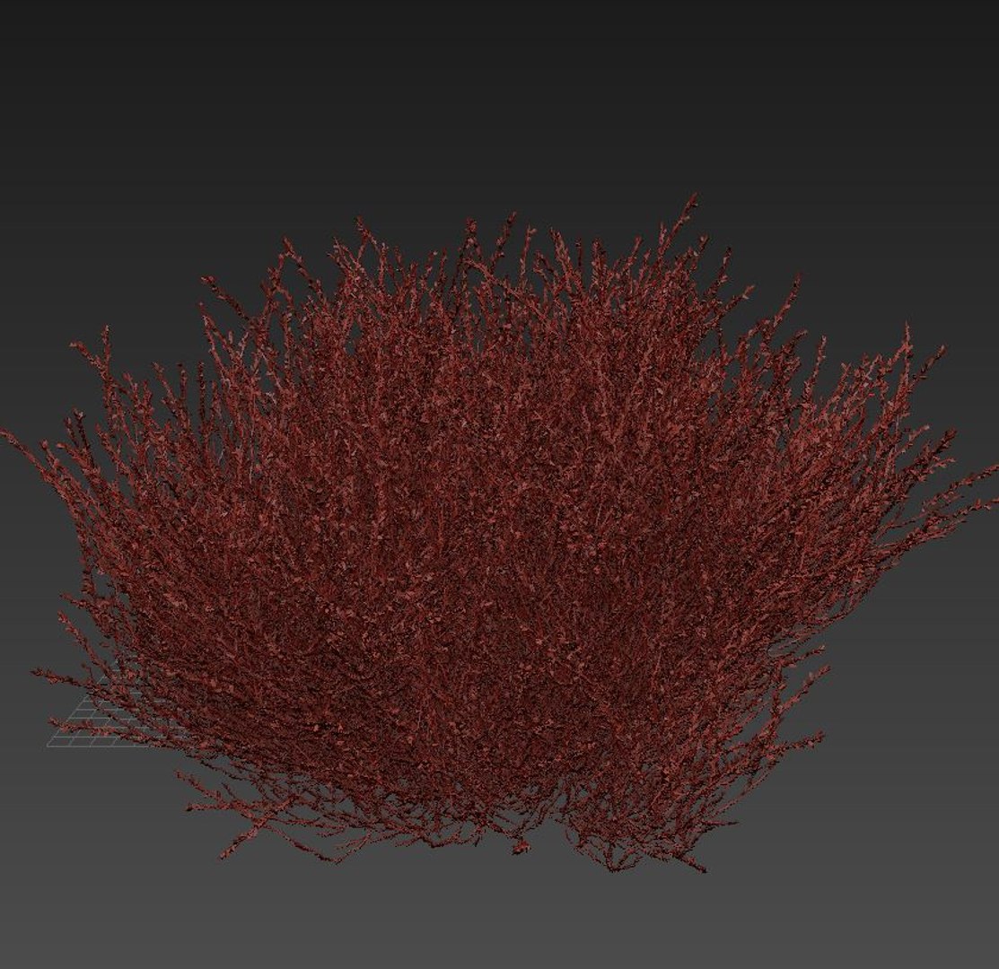 Violet Heather 3D - TurboSquid 1178804