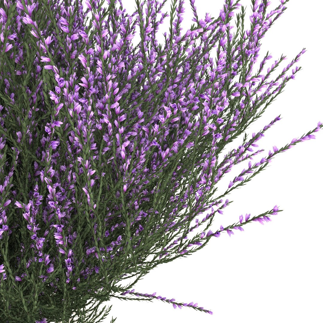 Violet Heather 3D - TurboSquid 1178804