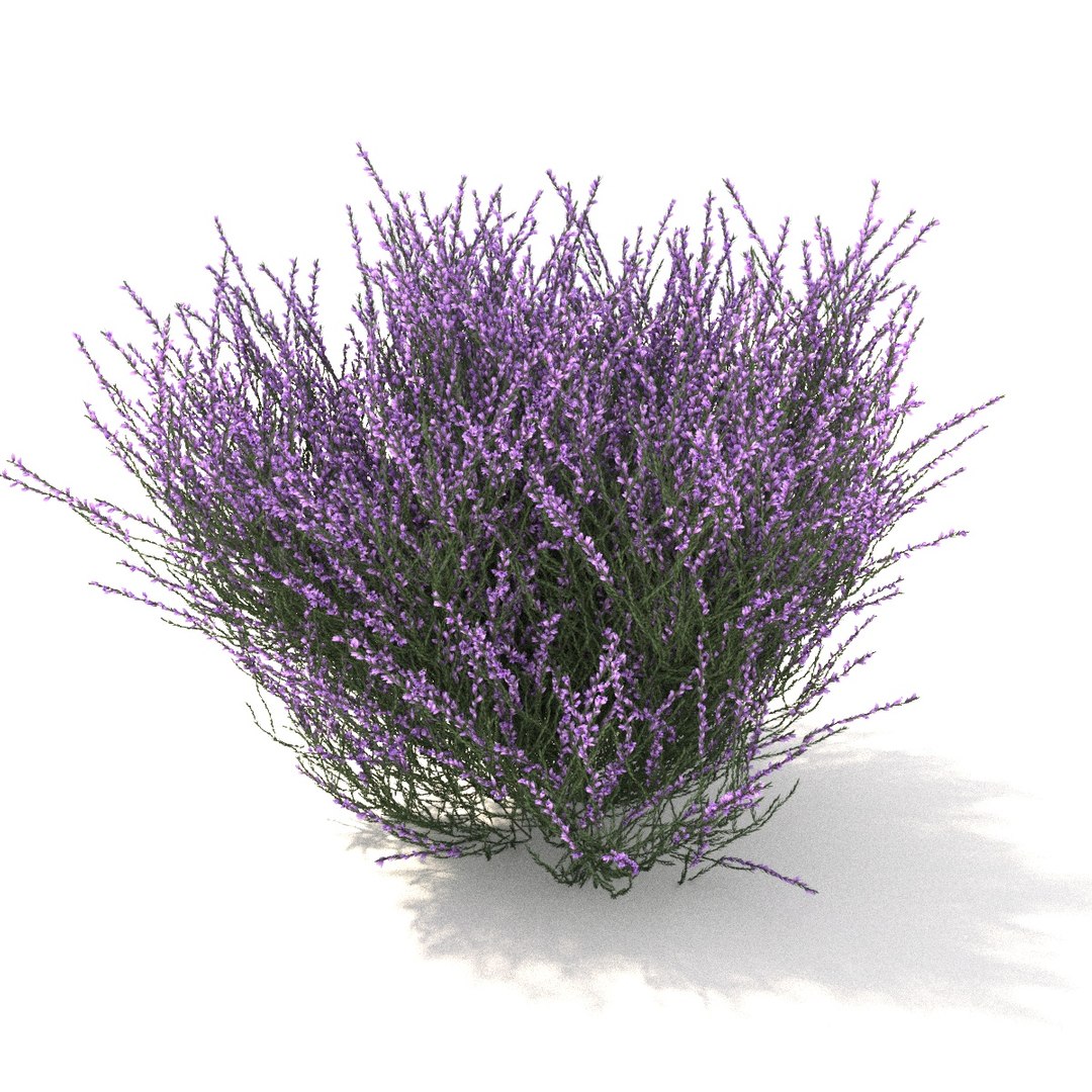 Violet Heather 3D - TurboSquid 1178804