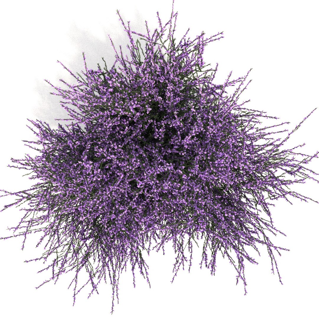 Violet Heather 3D - TurboSquid 1178804