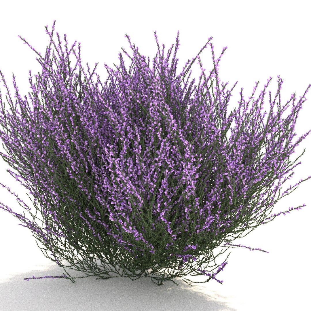 Violet Heather 3D - TurboSquid 1178804