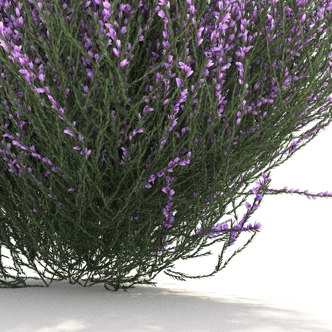 Violet Heather 3D - TurboSquid 1178804