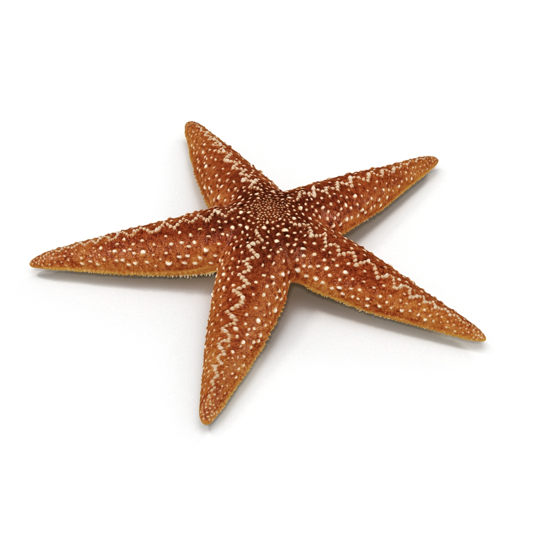 Starfish 2 Rigged 3d C4d