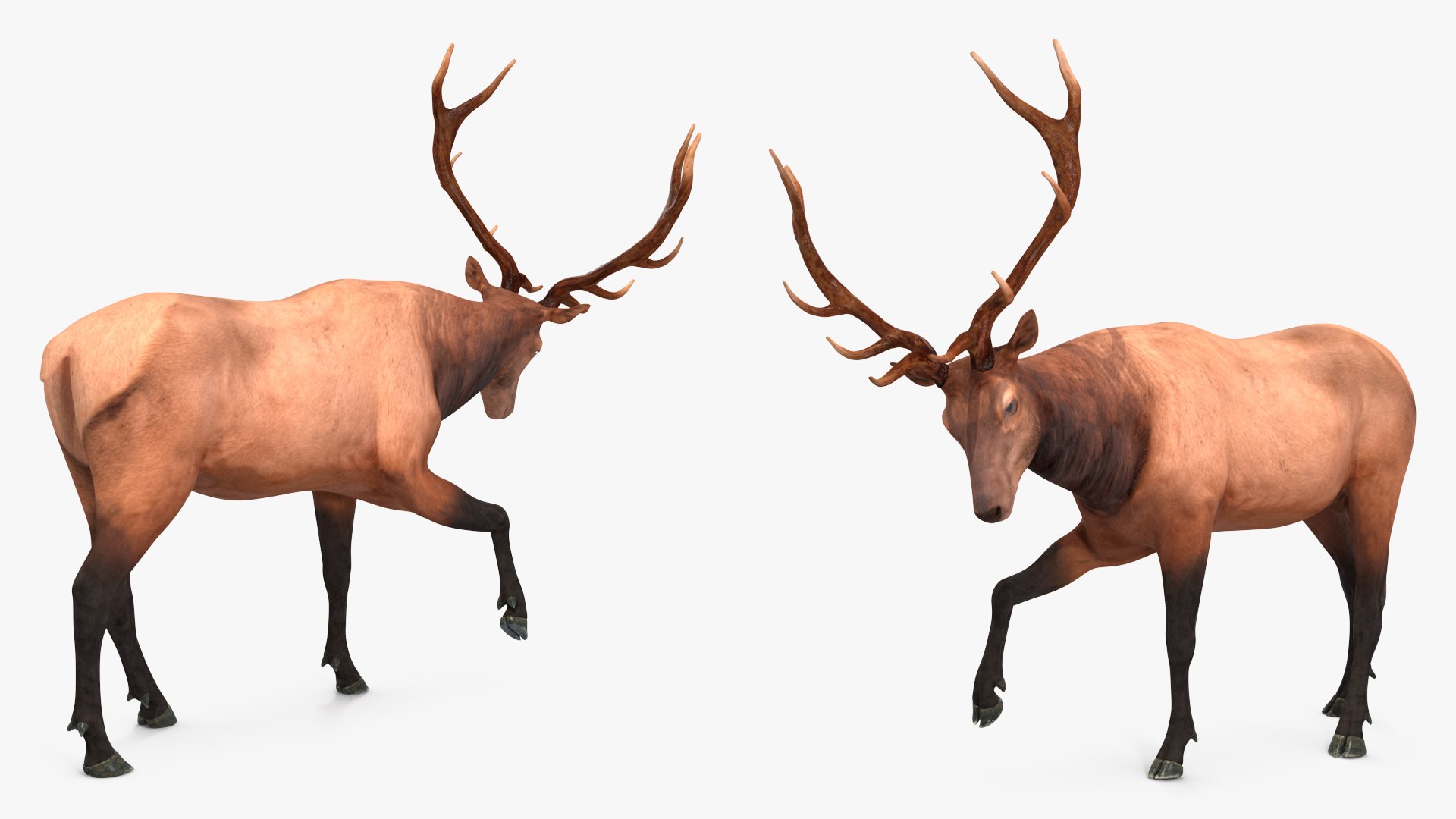 Realistic Elk Rigged 3D Model - TurboSquid 2266958