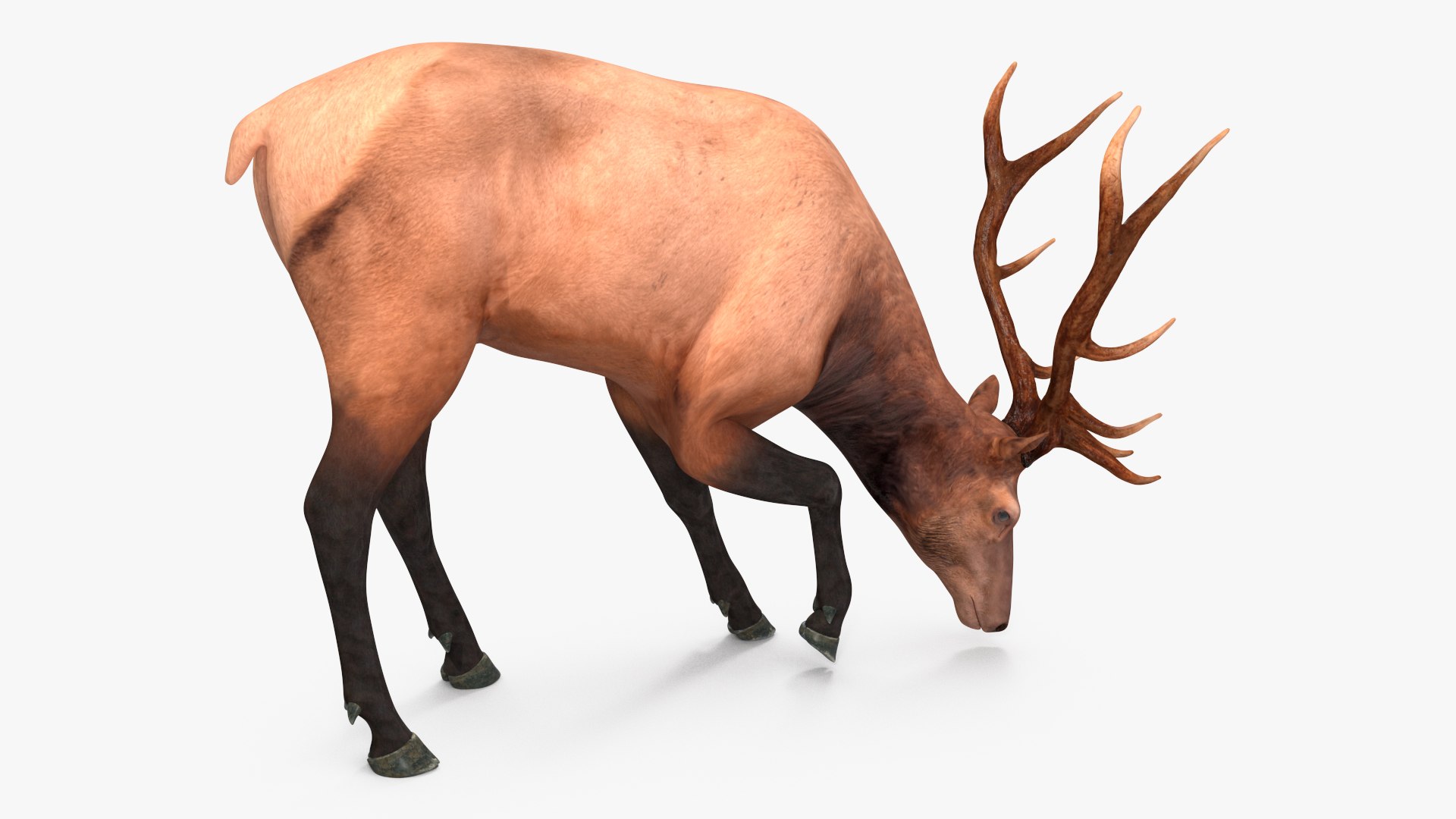 Realistic Elk Rigged 3D Model - TurboSquid 2266958