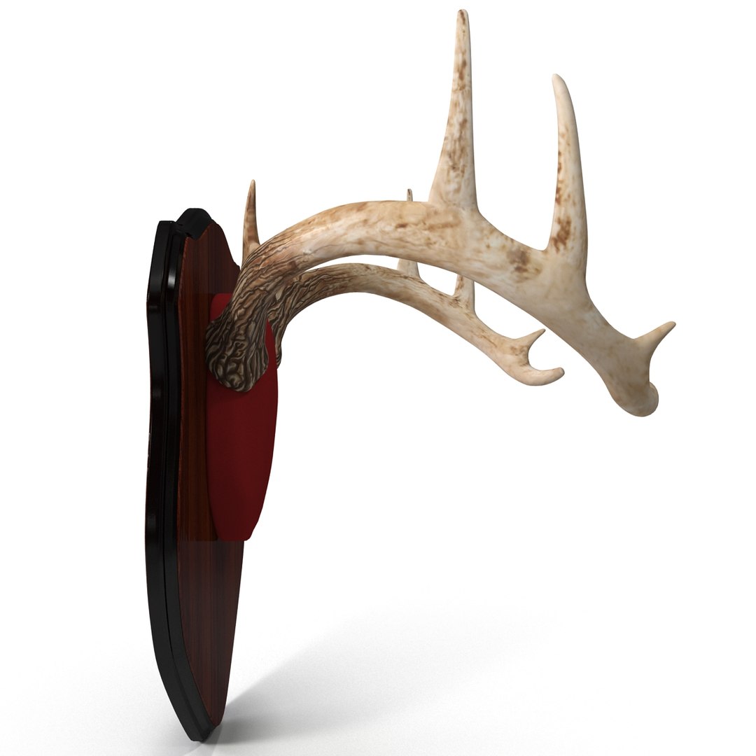 mounted deer antlers 3d model