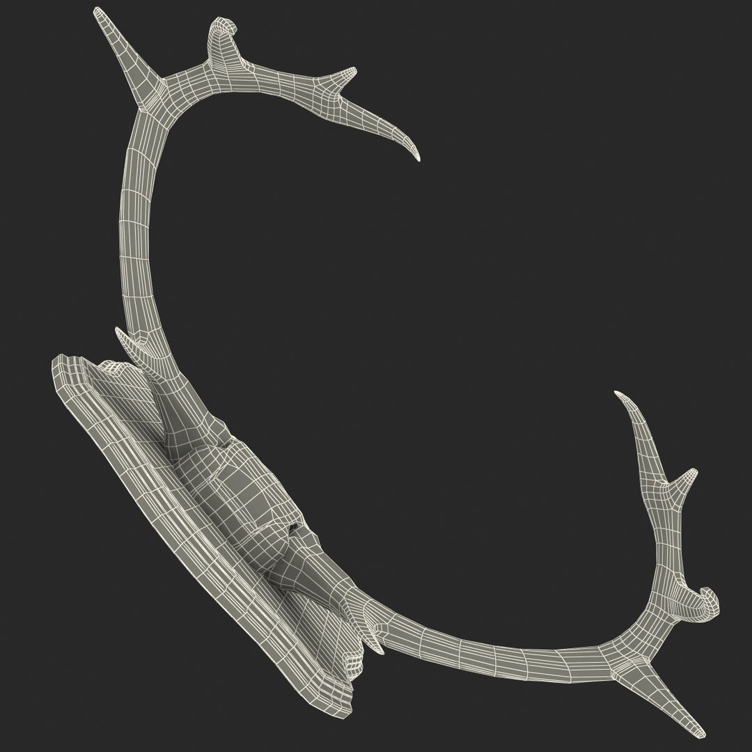 mounted deer antlers 3d model