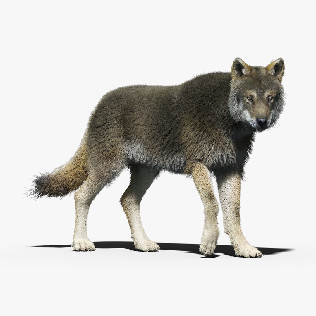 gray wolf 3 fur max