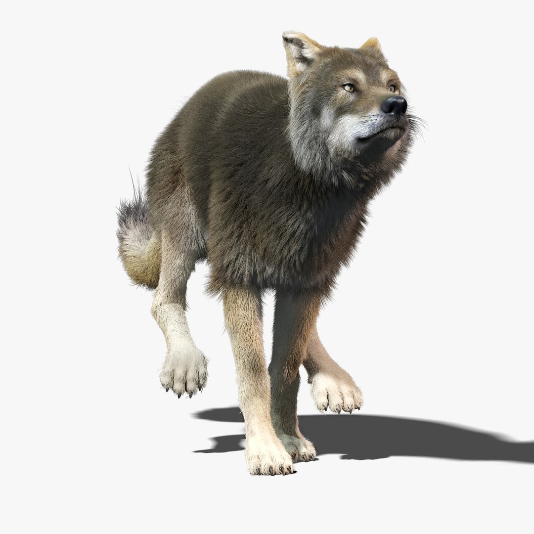 Gray Wolf 3 Fur Max