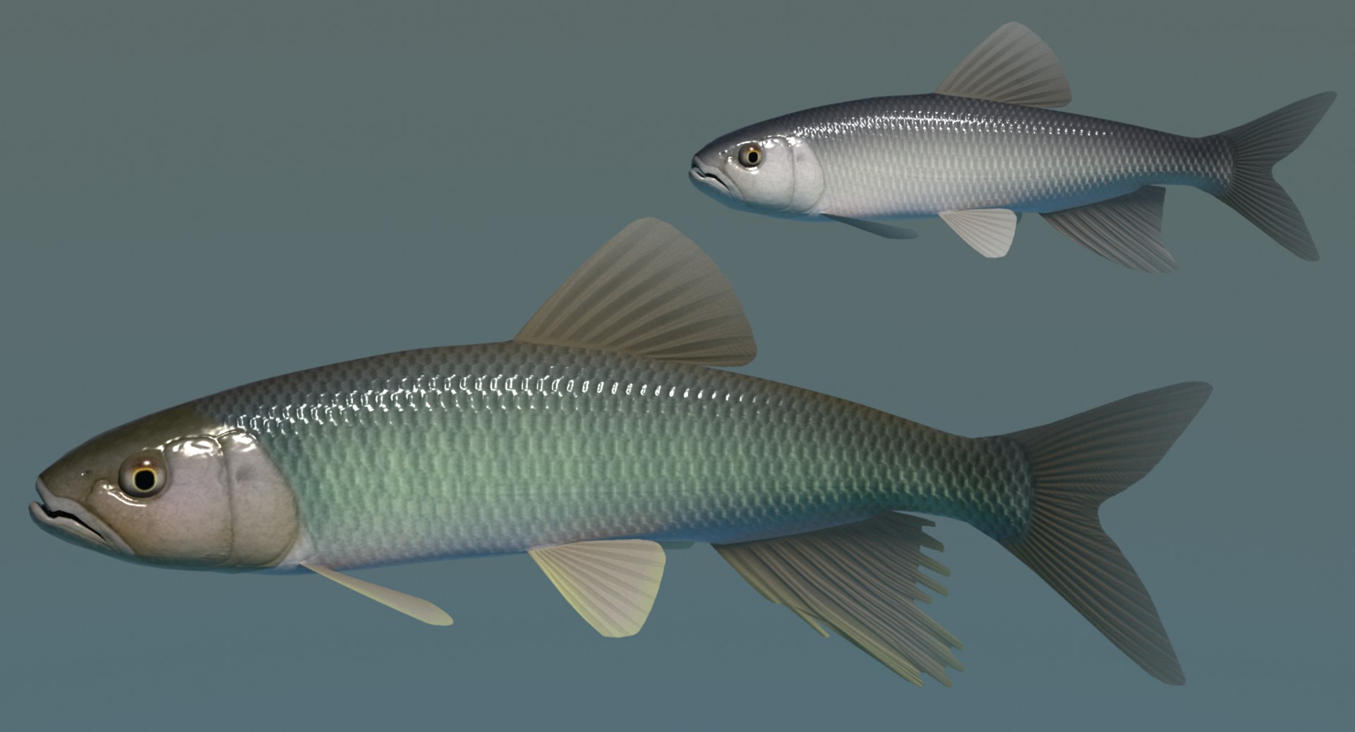 3d 3ds Opsariichthys Hasu