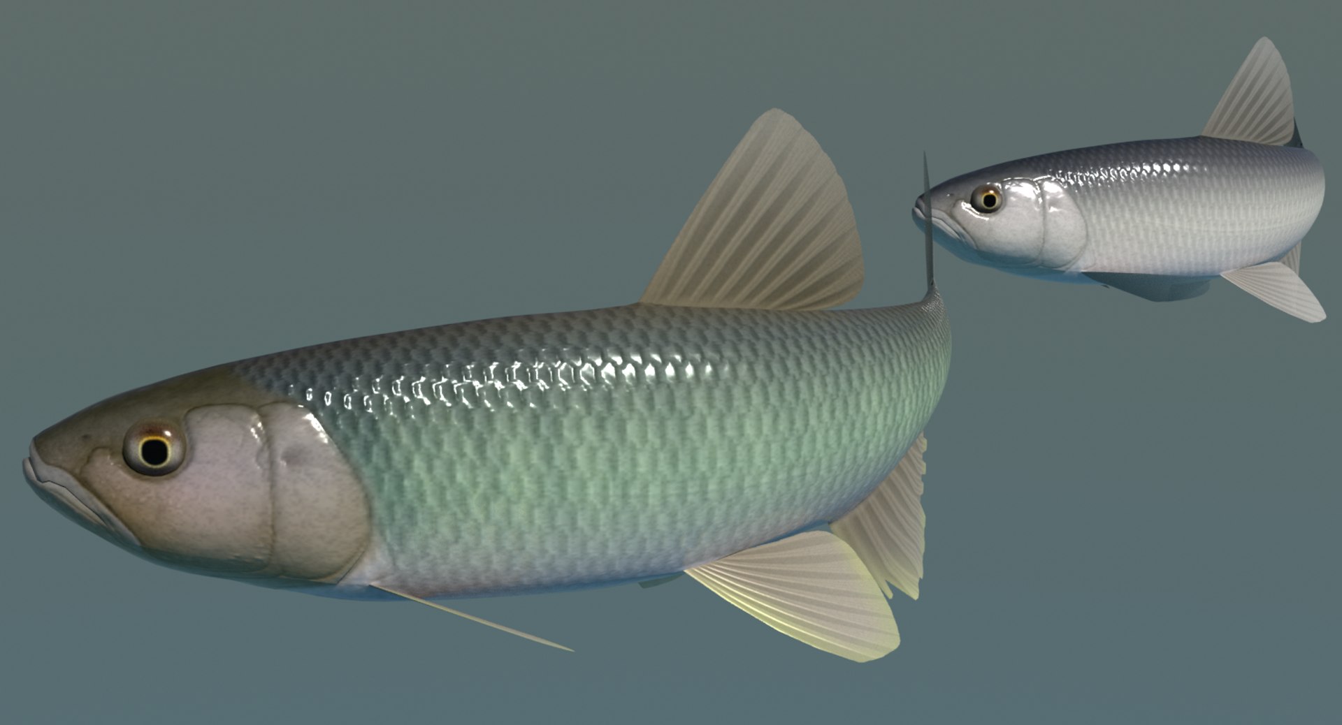 3d 3ds Opsariichthys Hasu