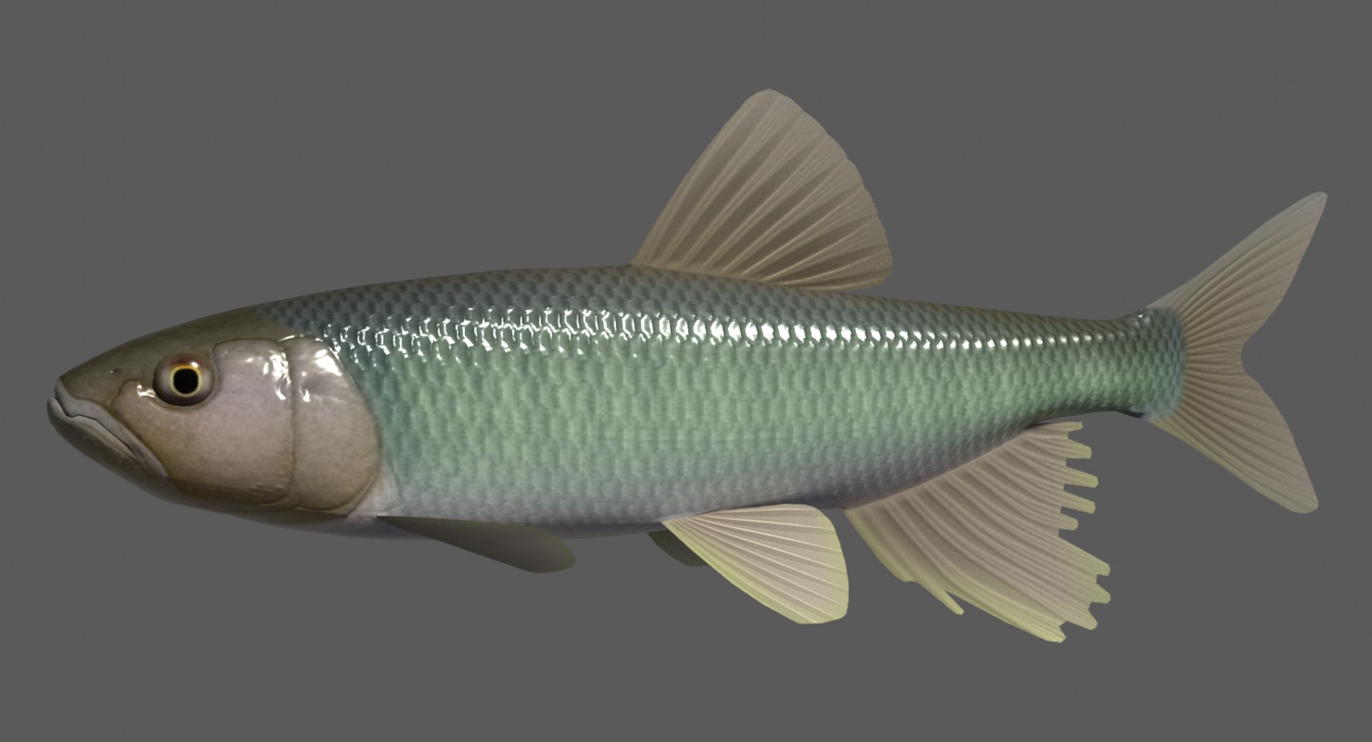 3d 3ds Opsariichthys Hasu