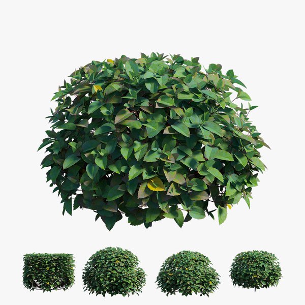 Bush SketchUp Models for Download | TurboSquid