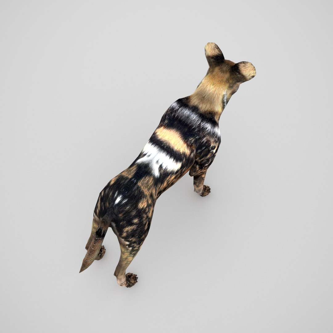 3D African Wild Dog Model - TurboSquid 1176214