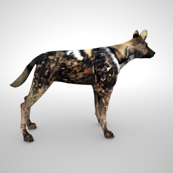 3D african wild dog model - TurboSquid 1176214
