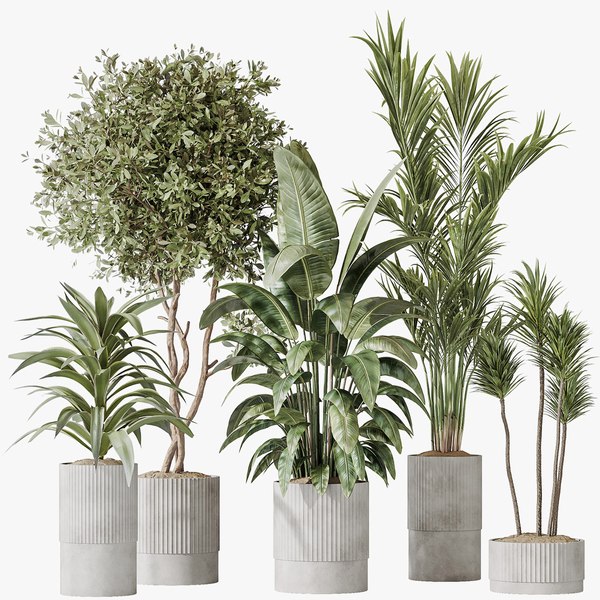 Conjunto de plantas de interior AV 183 Areca Majesty Palm e ...