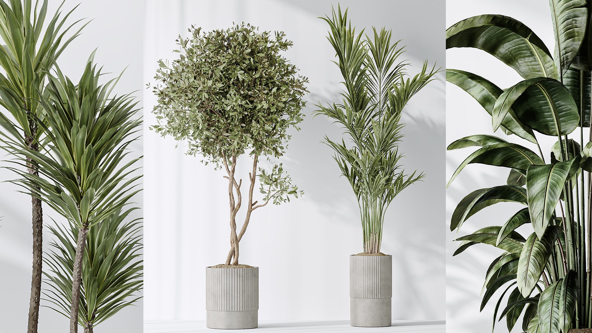 AV Indoor Plants Set 183 Areca Majesty Palm And ParadiseBird And Lemon ...